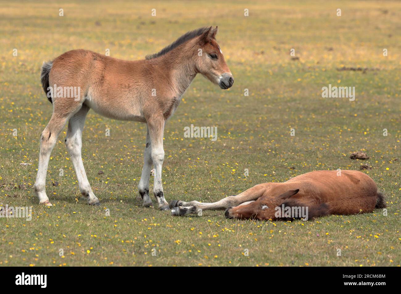 Foal lying on grass hi-res stock photography and images - Alamy