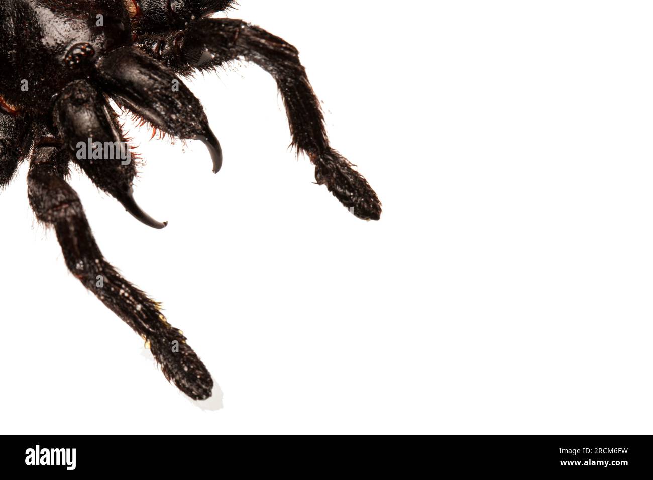 Creepy hairy Tarantula with large fangs isolated on white Stock Photo ...