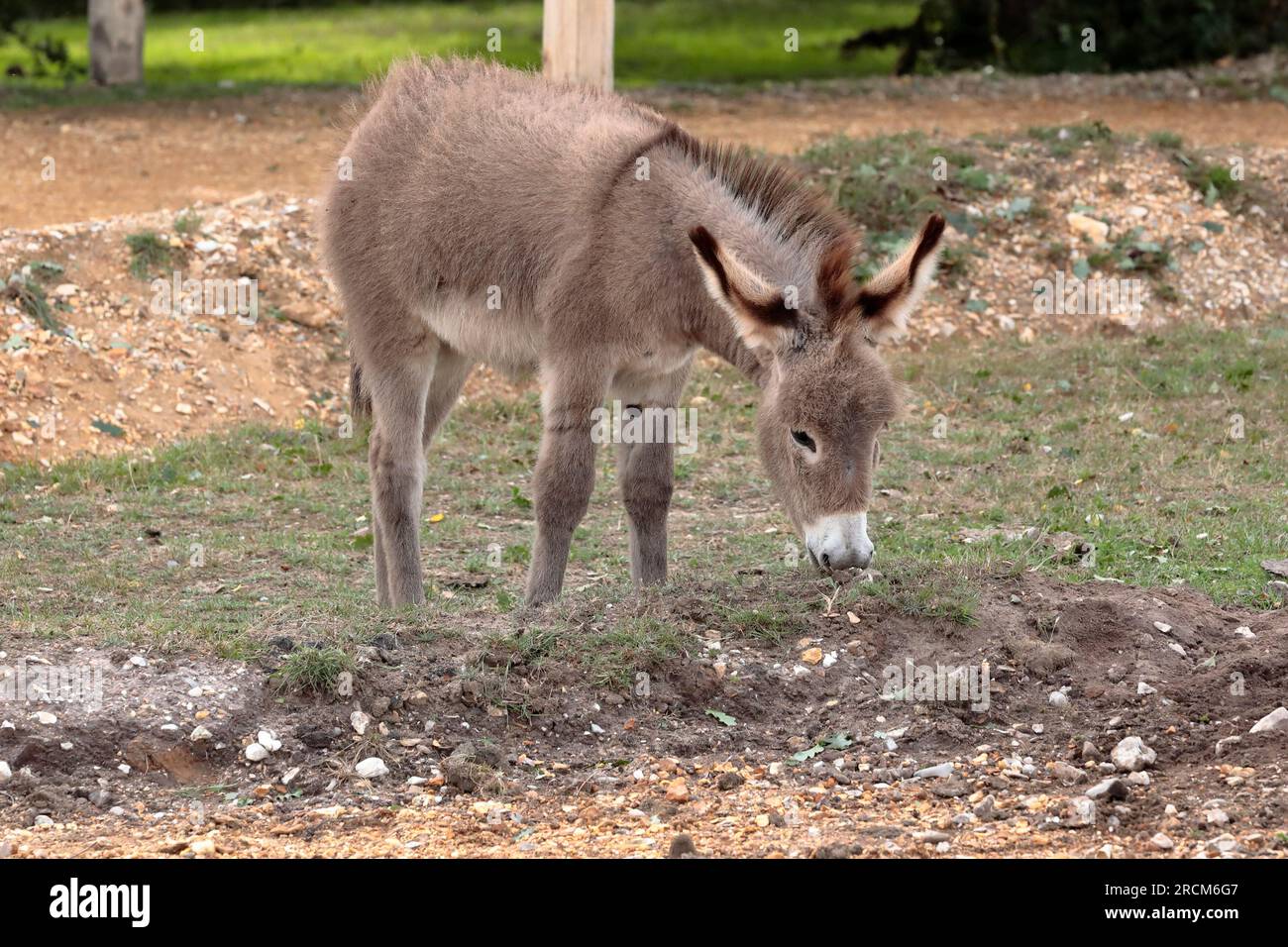 A grey donkey standing near the car park at Hatchet Pond in the New ...