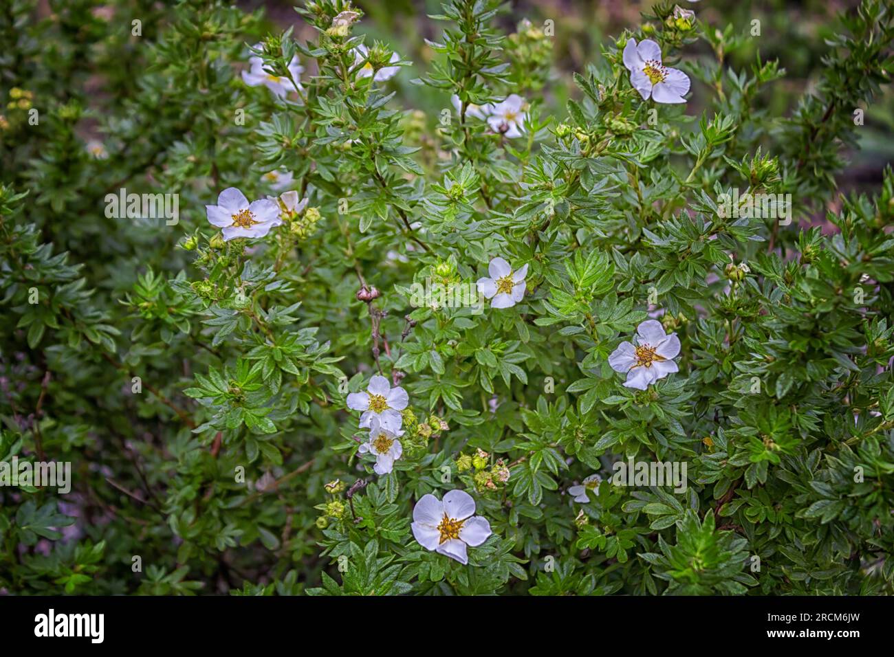Shrubby cinquefoil, Dasiphora fruticosa syn Potentilla fruticosa ...