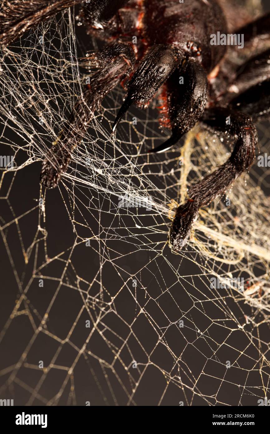 Big hairy tarantula with fangs hanging on spider web Stock Photo - Alamy