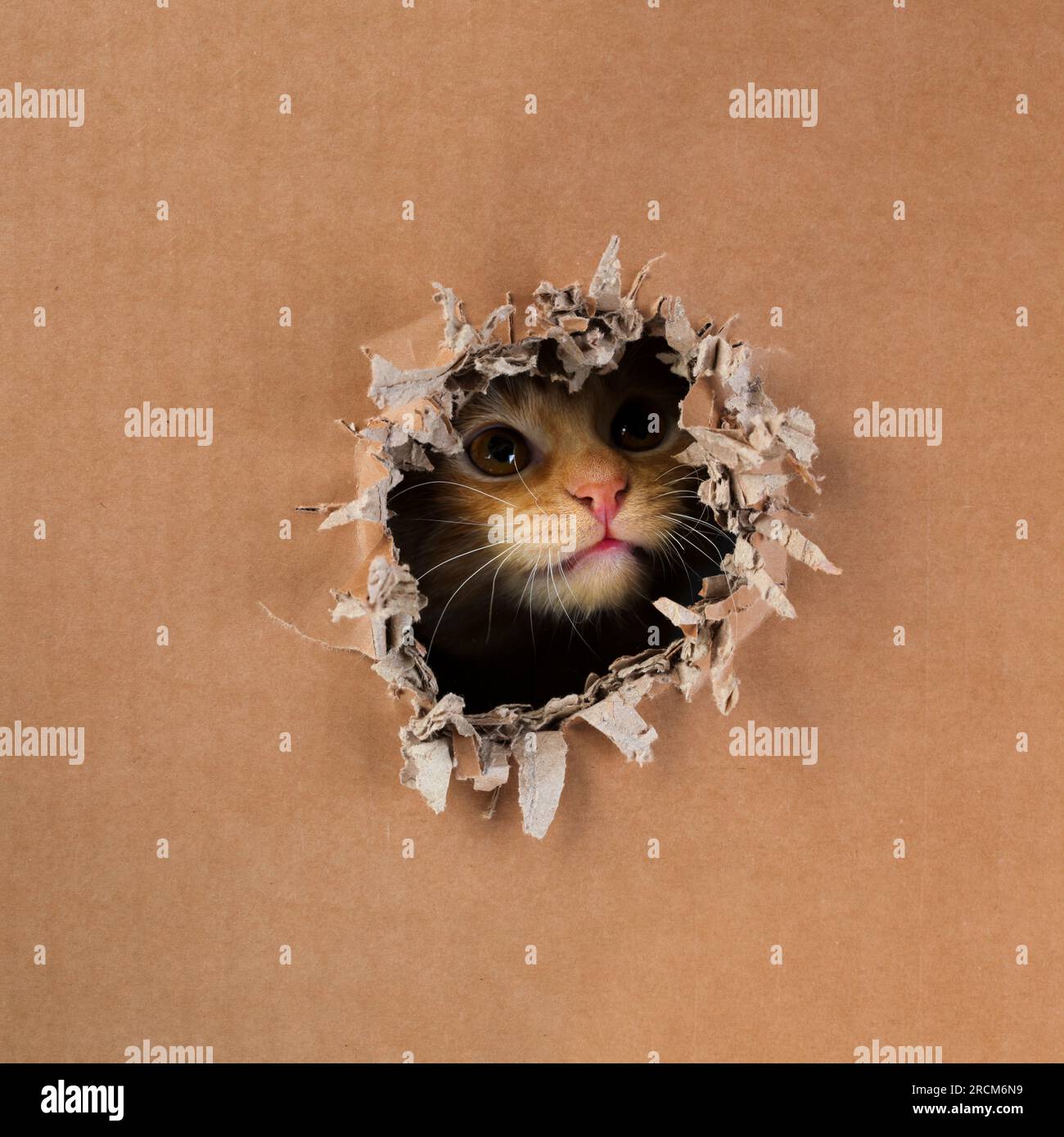 Adorable kitten clawing and biting at hole in cardboard box. Ginger ...
