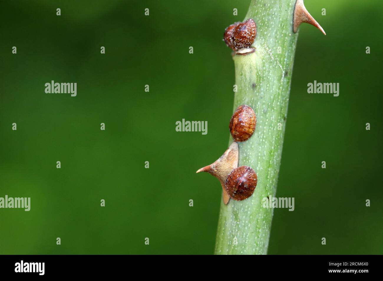 Scale rose disease hi-res stock photography and images - Alamy