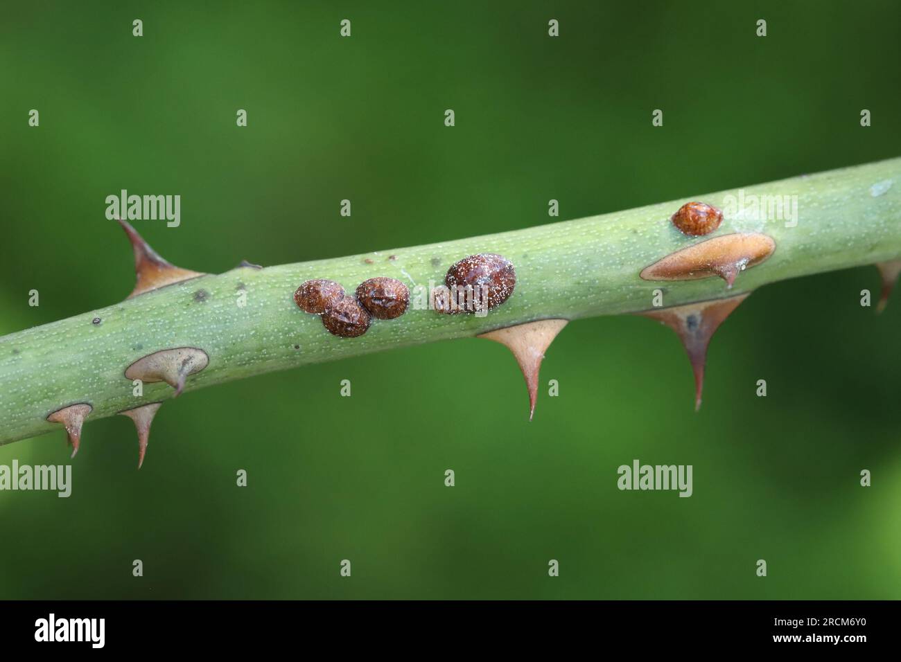 Brown scale insect, Parthenolecanium corni, on the stem of rose stem in ...