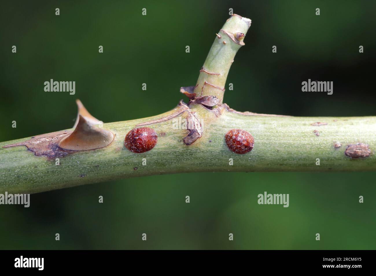 Brown scale insect, Parthenolecanium corni, on the stem of rose stem in ...