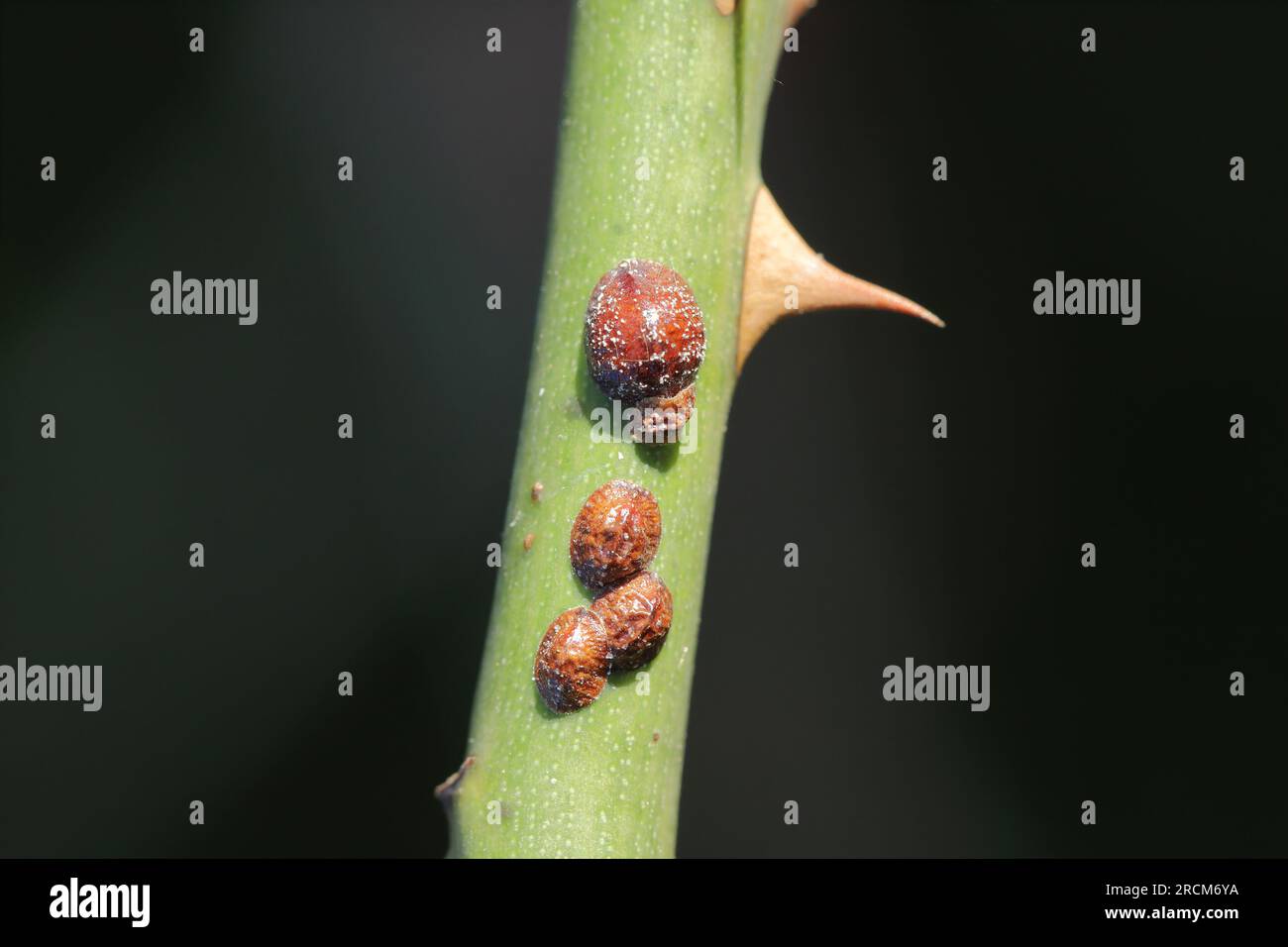 Scale rose disease hi-res stock photography and images - Alamy