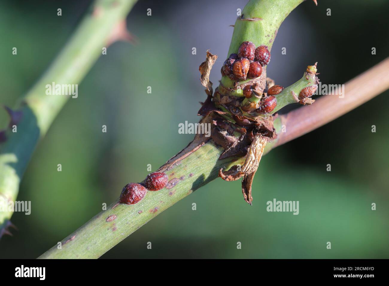 Brown scale insect, Parthenolecanium corni, on the stem of rose stem in ...