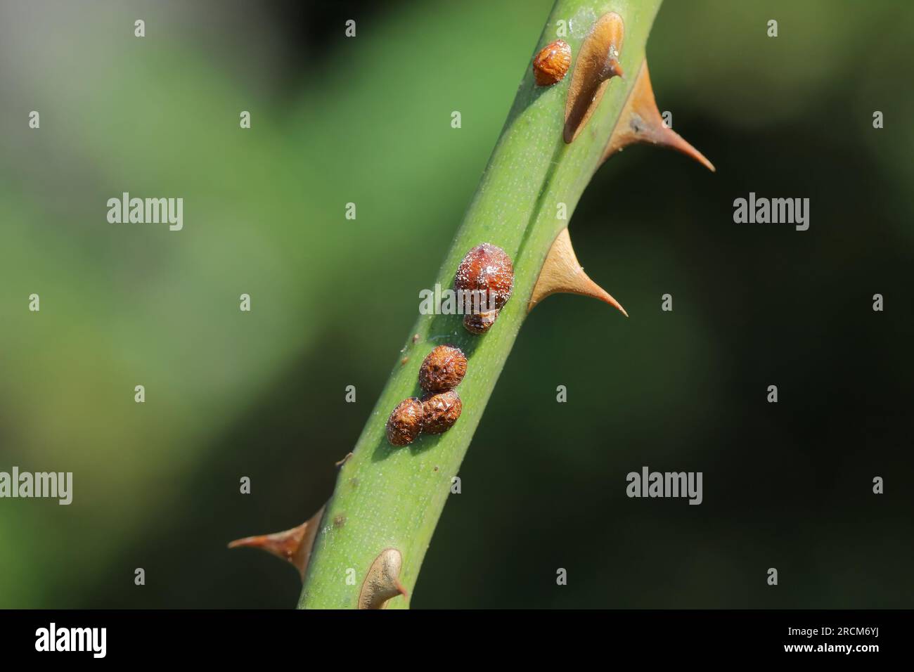Brown scale insect, Parthenolecanium corni, on the stem of rose stem in ...