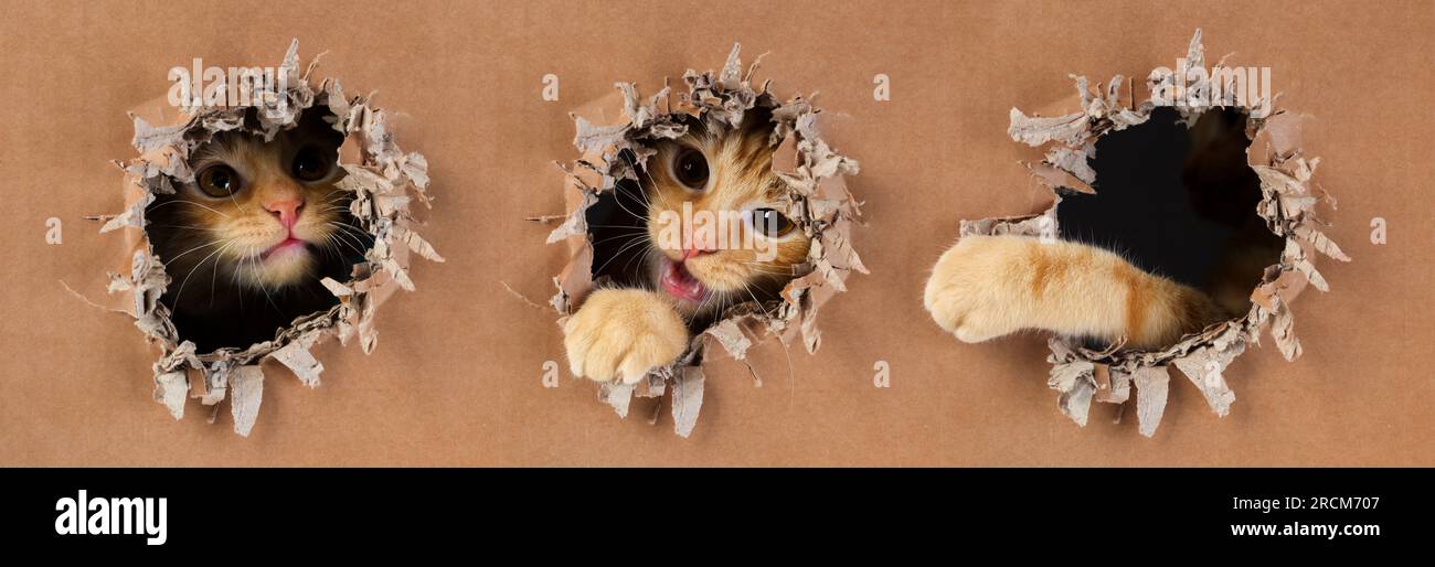 Collage of an adorable kitten clawing and biting at holes in cardboard ...