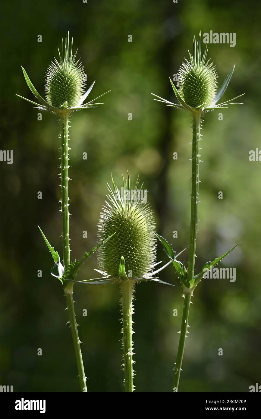 Close-up of three thistles in symmetry against blurred green background ...