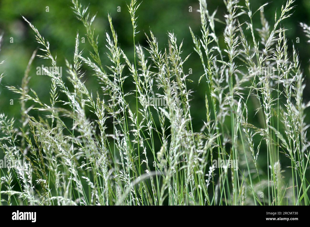 In the meadow among wild grasses grows ryegrass (Arrhenatherum elatius ...