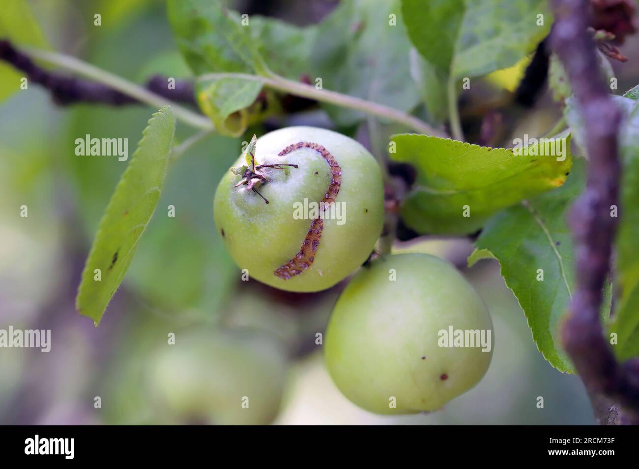 Old damage scar caused by an apple sawfly larva Hoplocampa testudinea ...