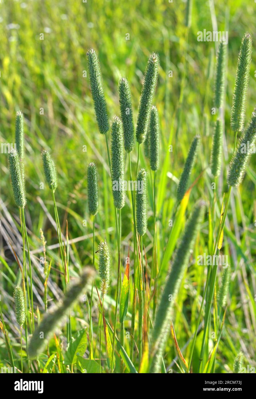 Valuable forage grass timothy (Phleum pratense) grows in the meadow ...