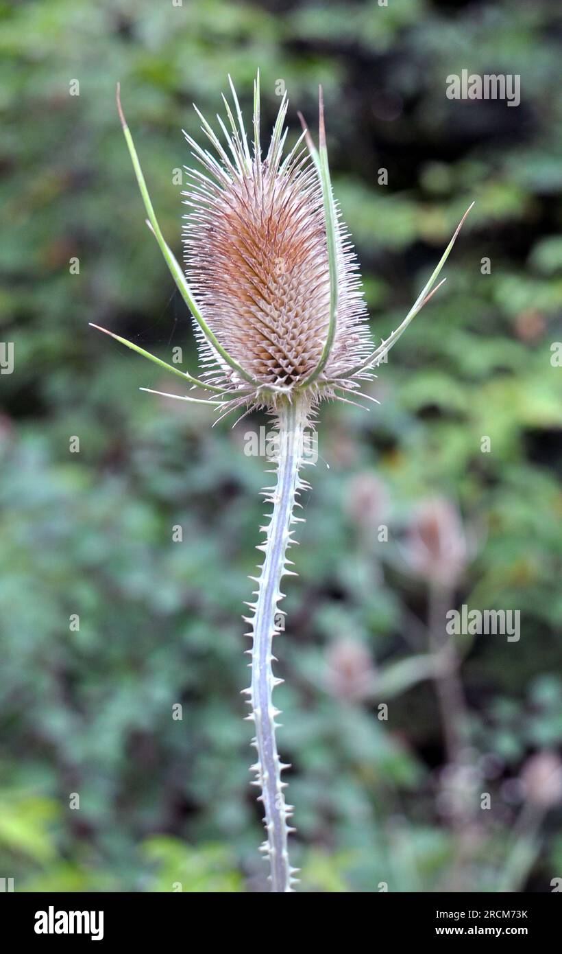 Dipsacus grows in the wild in summer Stock Photo - Alamy