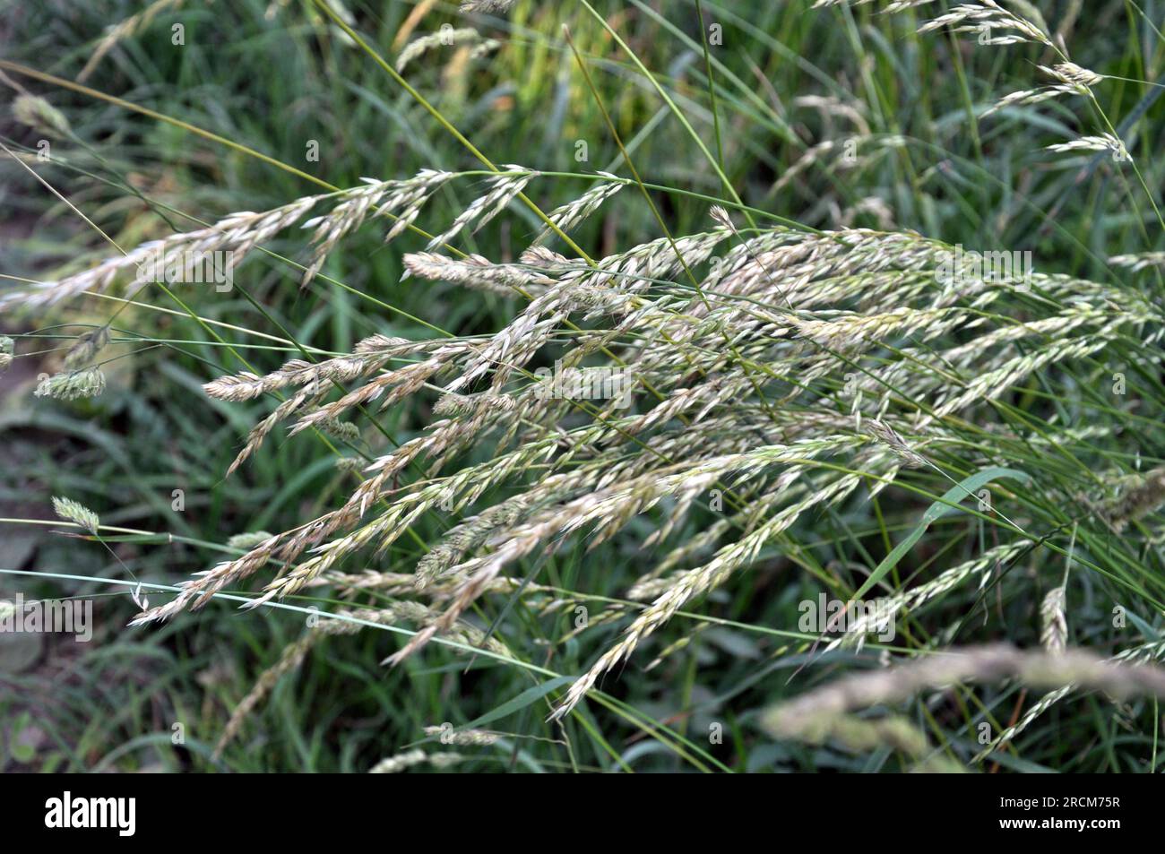 In the meadow among wild grasses grows ryegrass (Arrhenatherum elatius ...