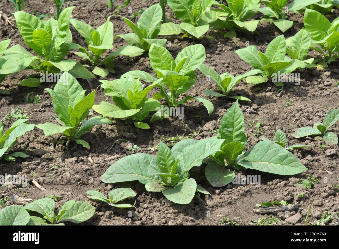 Tobacco Plant In Southern Colonies