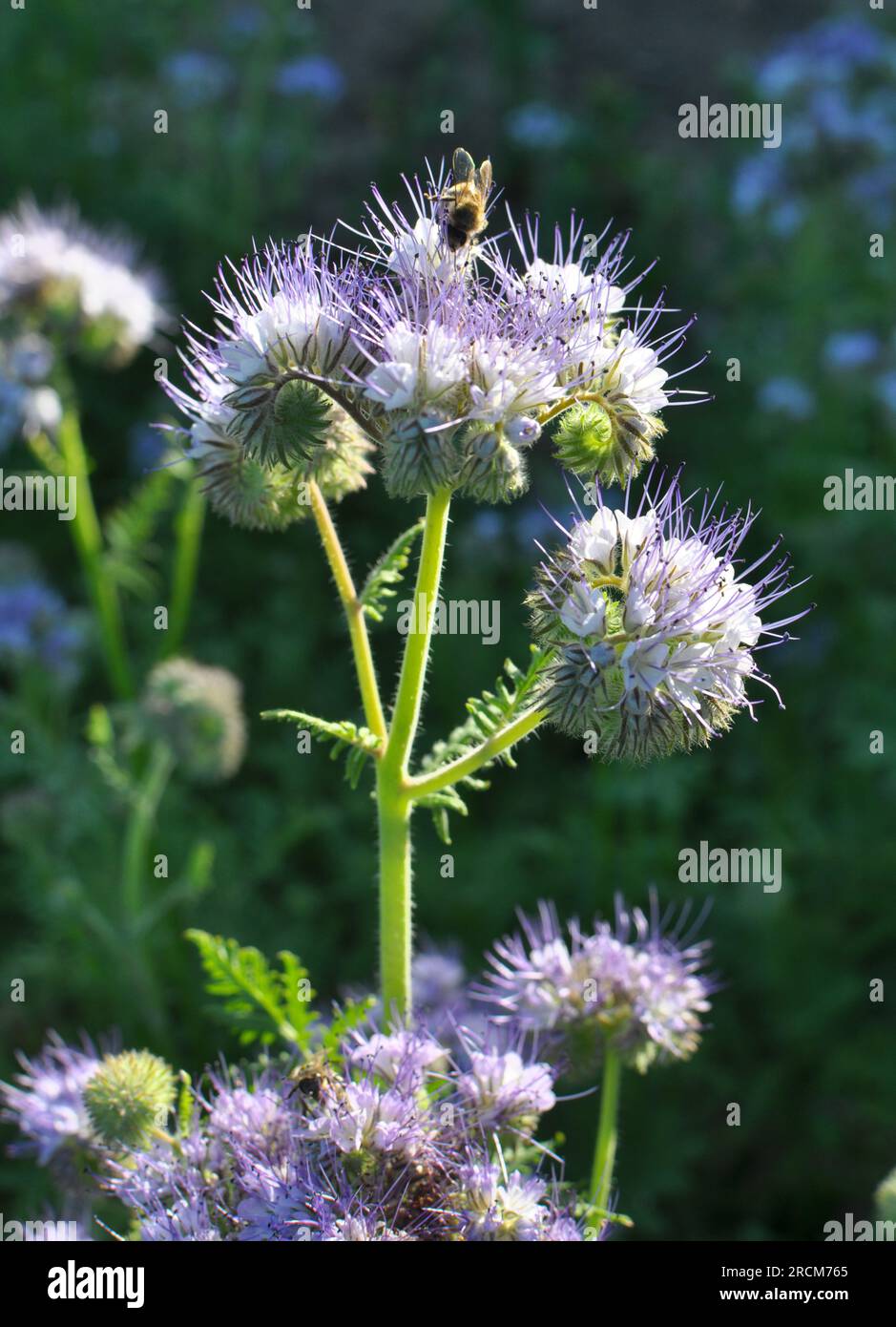 The field is blooming phacelia - a special honey plant for bees Stock ...