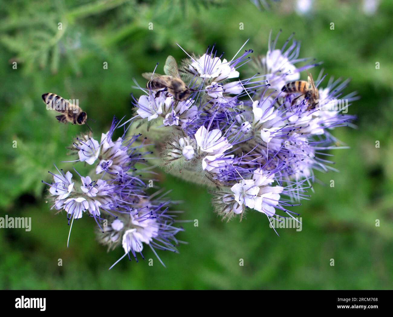The field is blooming phacelia - a special honey plant for bees Stock ...