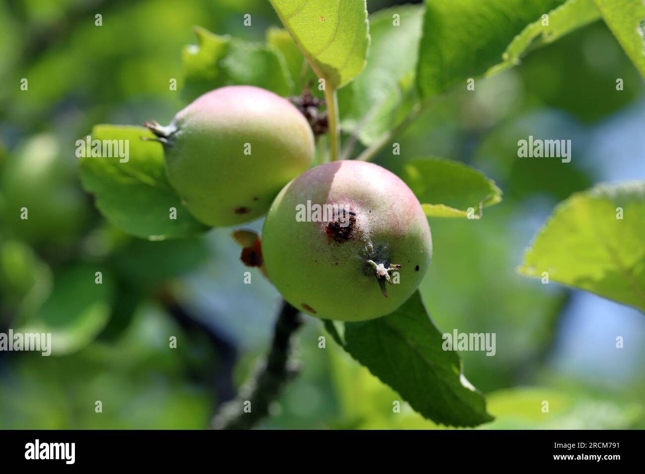 The exit hole and frass of a codling moth, cydia pomonella, caterpillar ...