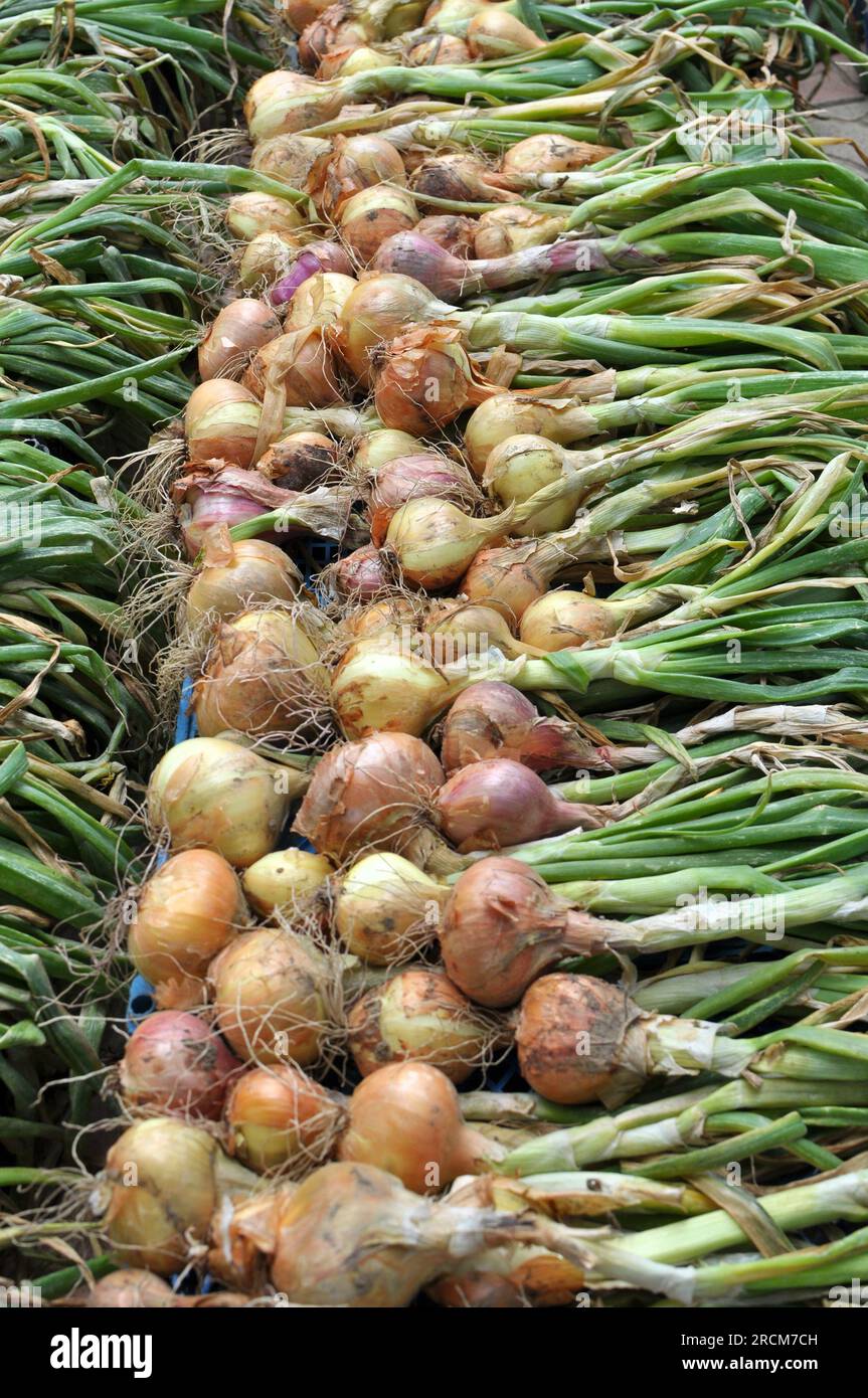 The harvested from the field crop onion is on ripening and drying Stock ...