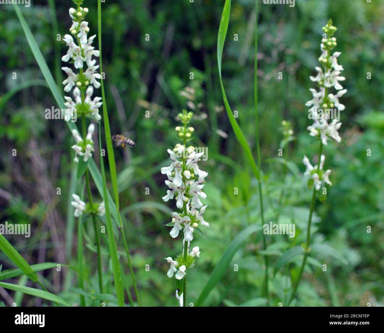 Stachys recta grows in the wild among grasses Stock Photo - Alamy