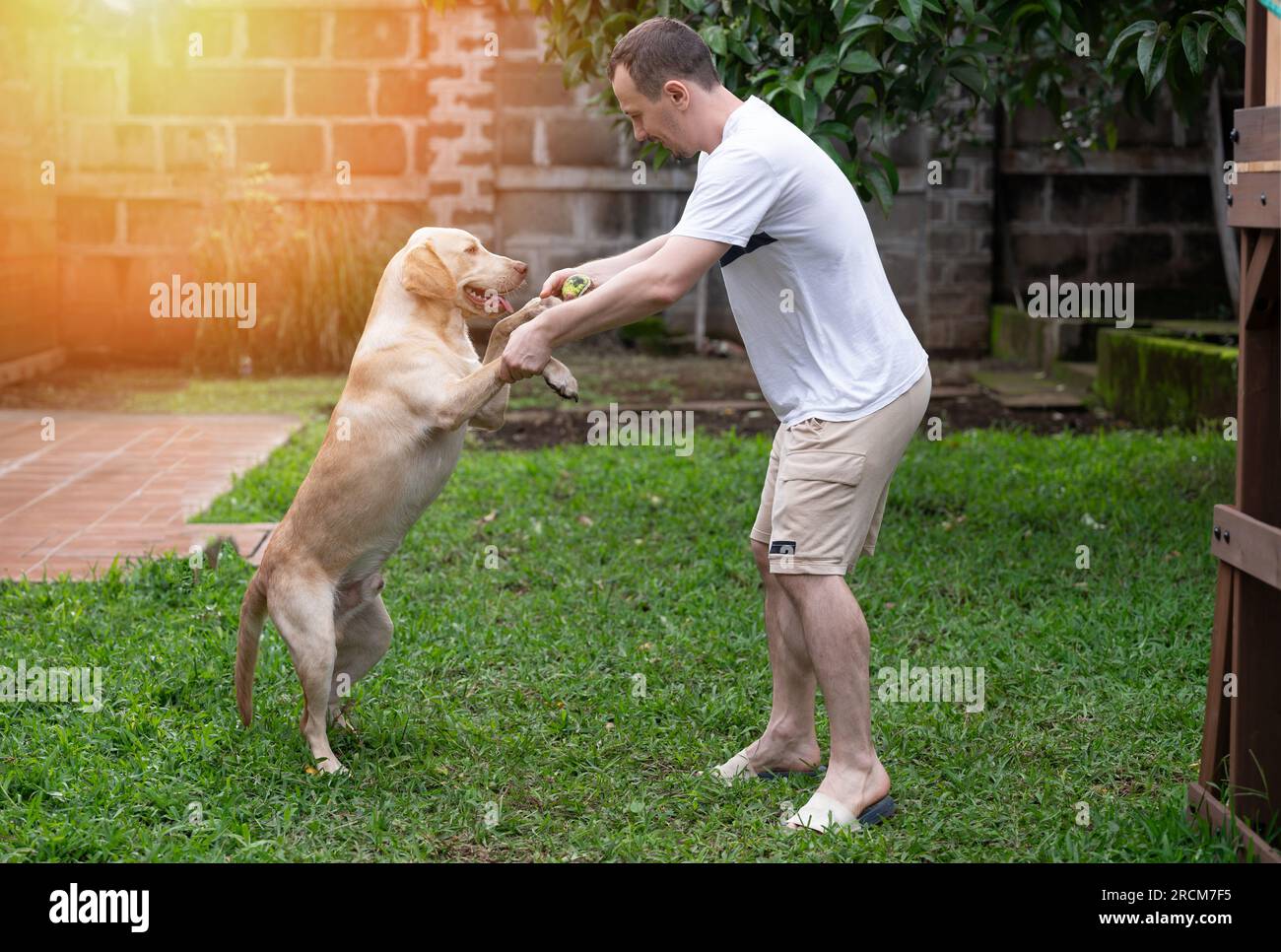 Man hold labrador dog in stand pose on green park background Stock ...