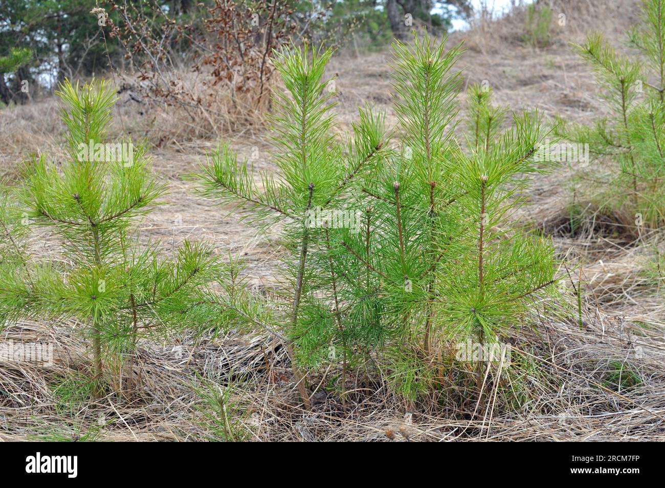 Young self-seeding pine tree growing in the wild Stock Photo - Alamy