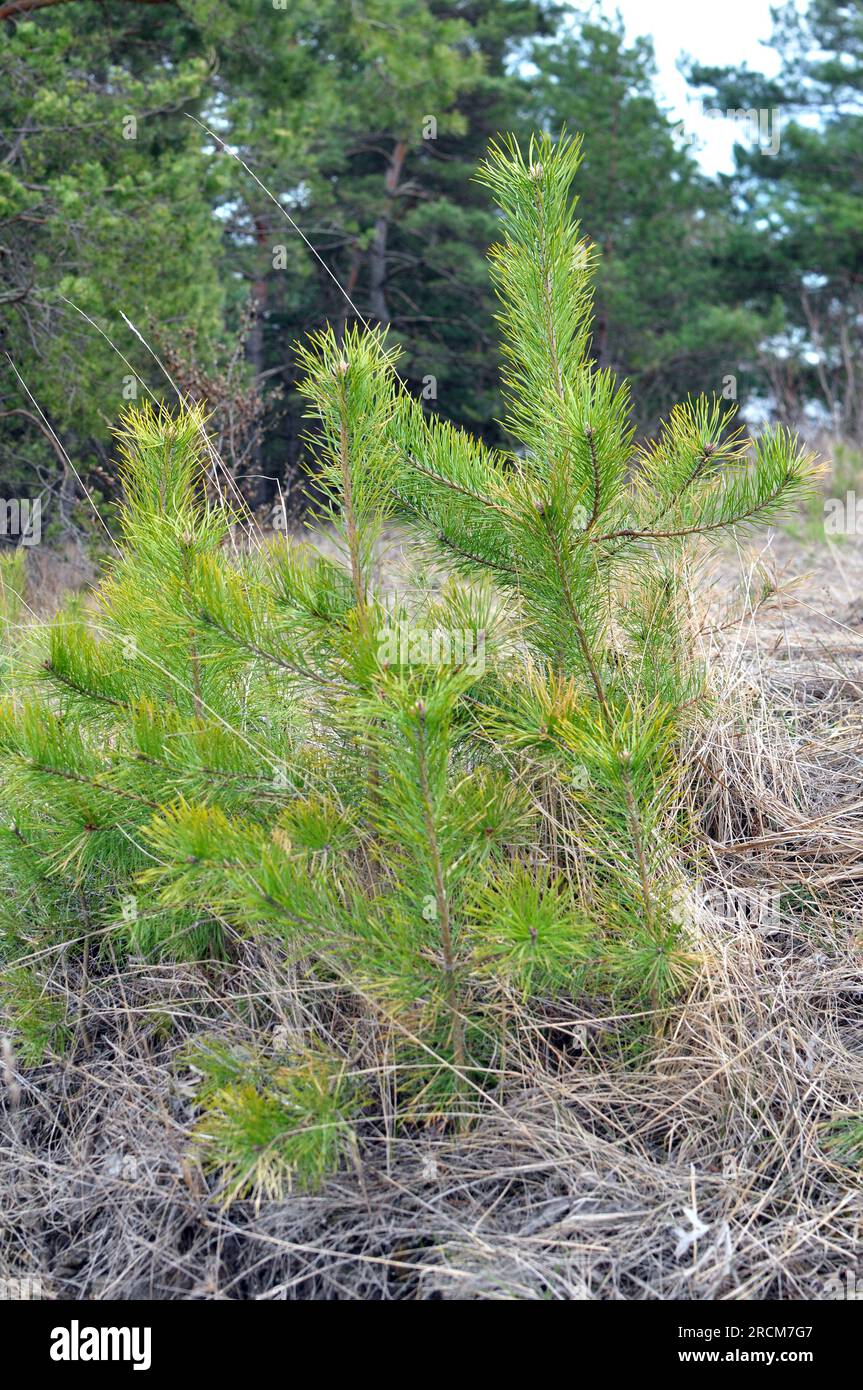 Young self-seeding pine tree growing in the wild Stock Photo - Alamy