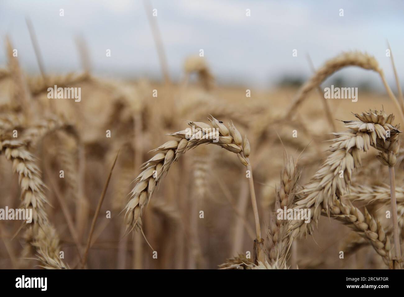 a ripe curved ear of wheat closeup in the fields in summer Stock Photo ...