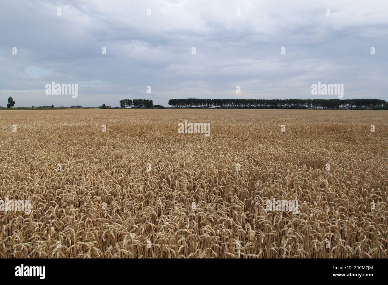 a beautiful large wheat field with a row of trees and sky with clouds ...
