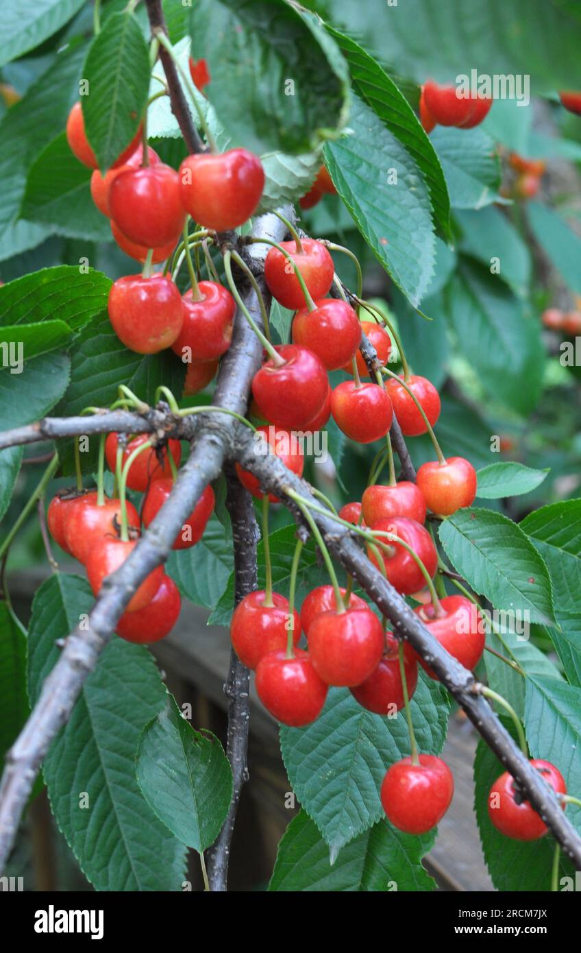 On a tree branch, ripe red berries sweet cherry (Prunus avium Stock ...