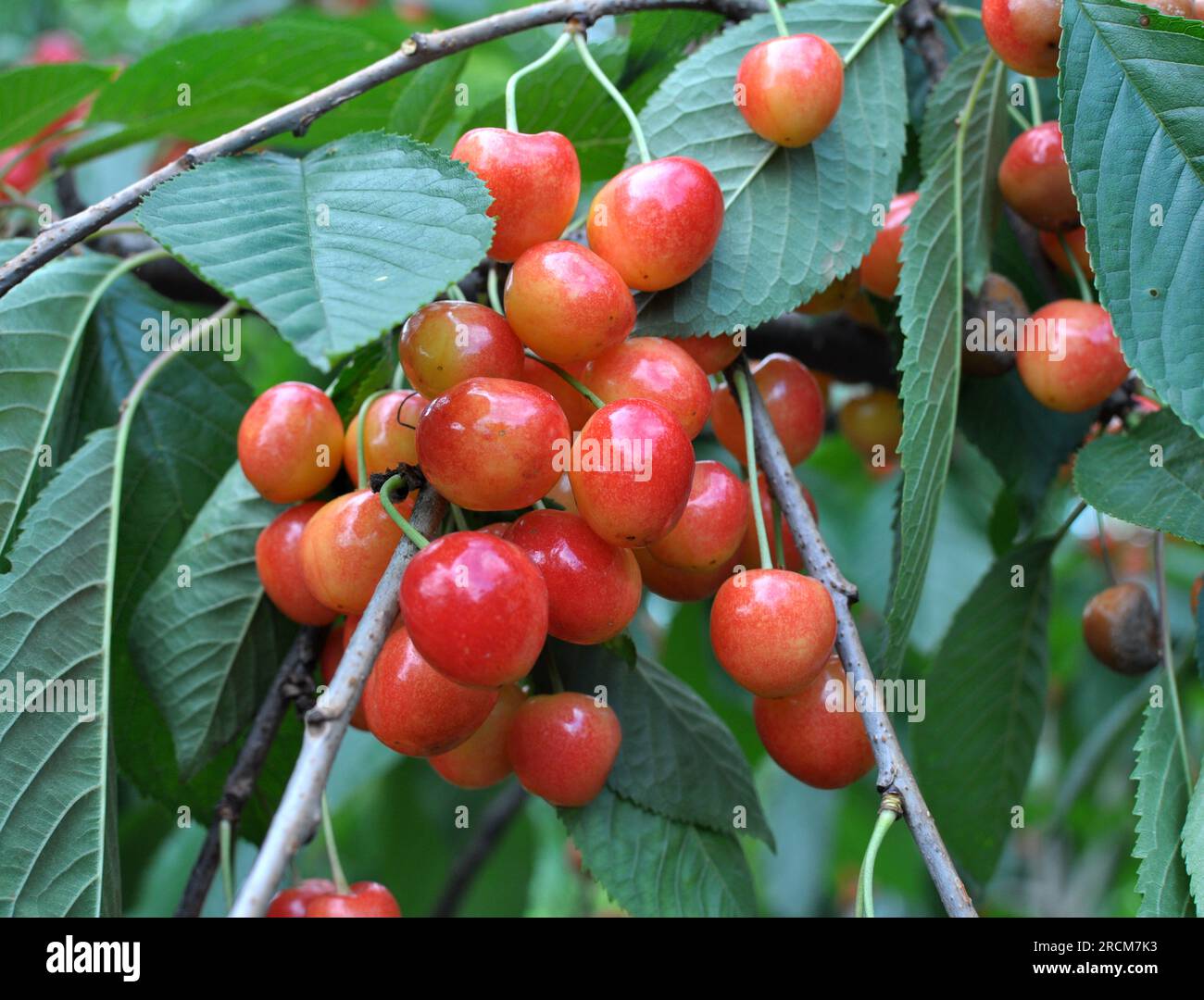 On a tree branch, ripe red berries sweet cherry (Prunus avium Stock ...