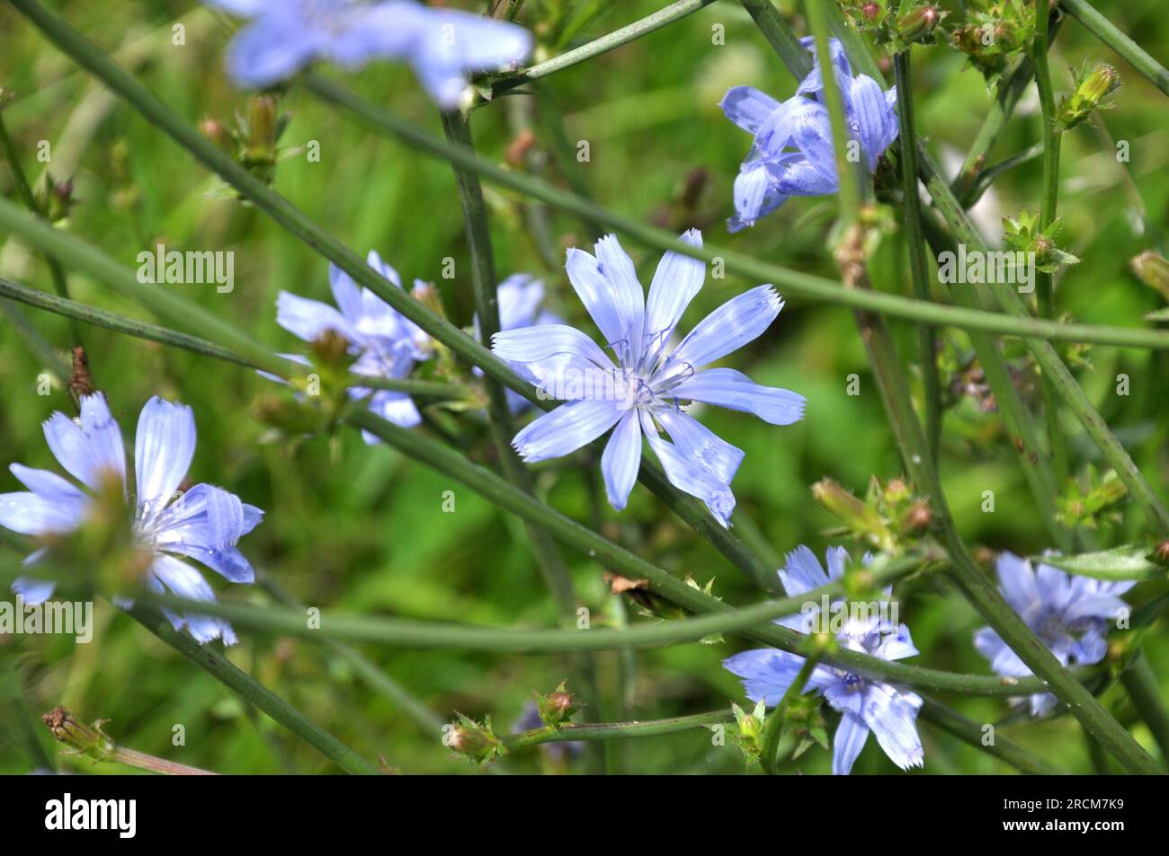Chicory (Cichorium intybus) blooms in the wild in summer Stock Photo ...