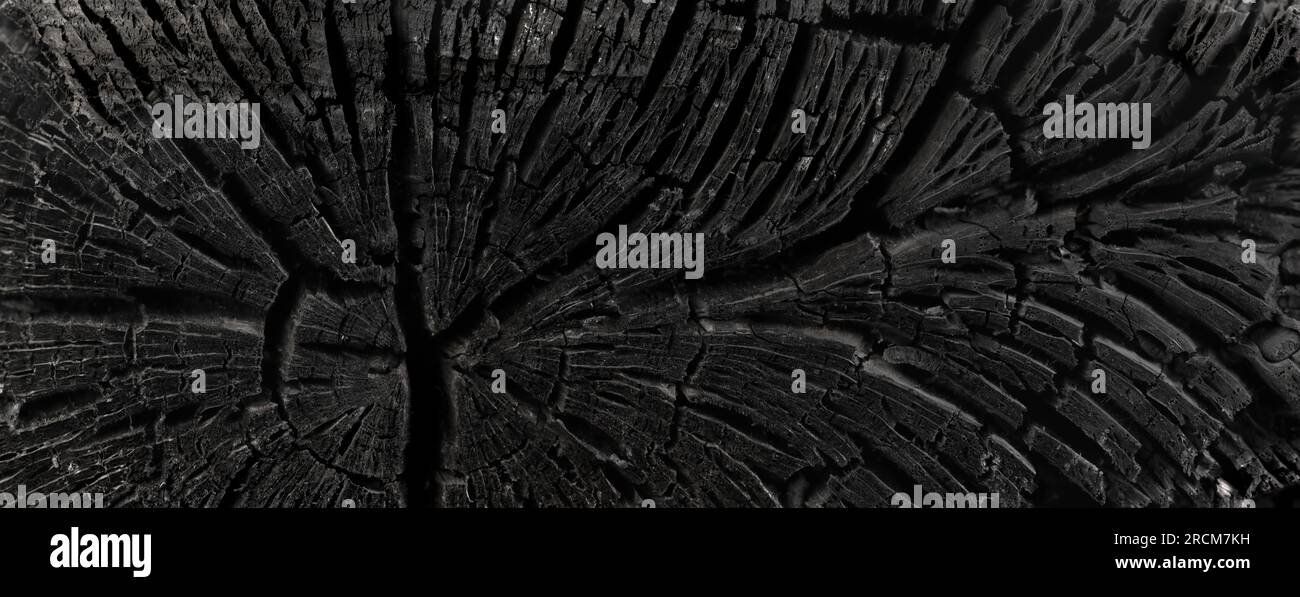 Dark black background of a burnt tree, soot, and ash. Burn texture ...