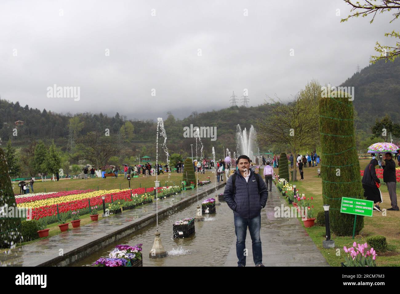 Tulip flower and Tulip festival in Kashmir. Beautiful wall mounting ...