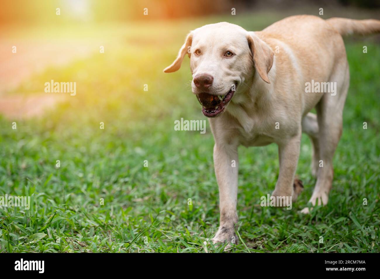 Pretty labrador dog portrait while playing in green grass park Stock ...