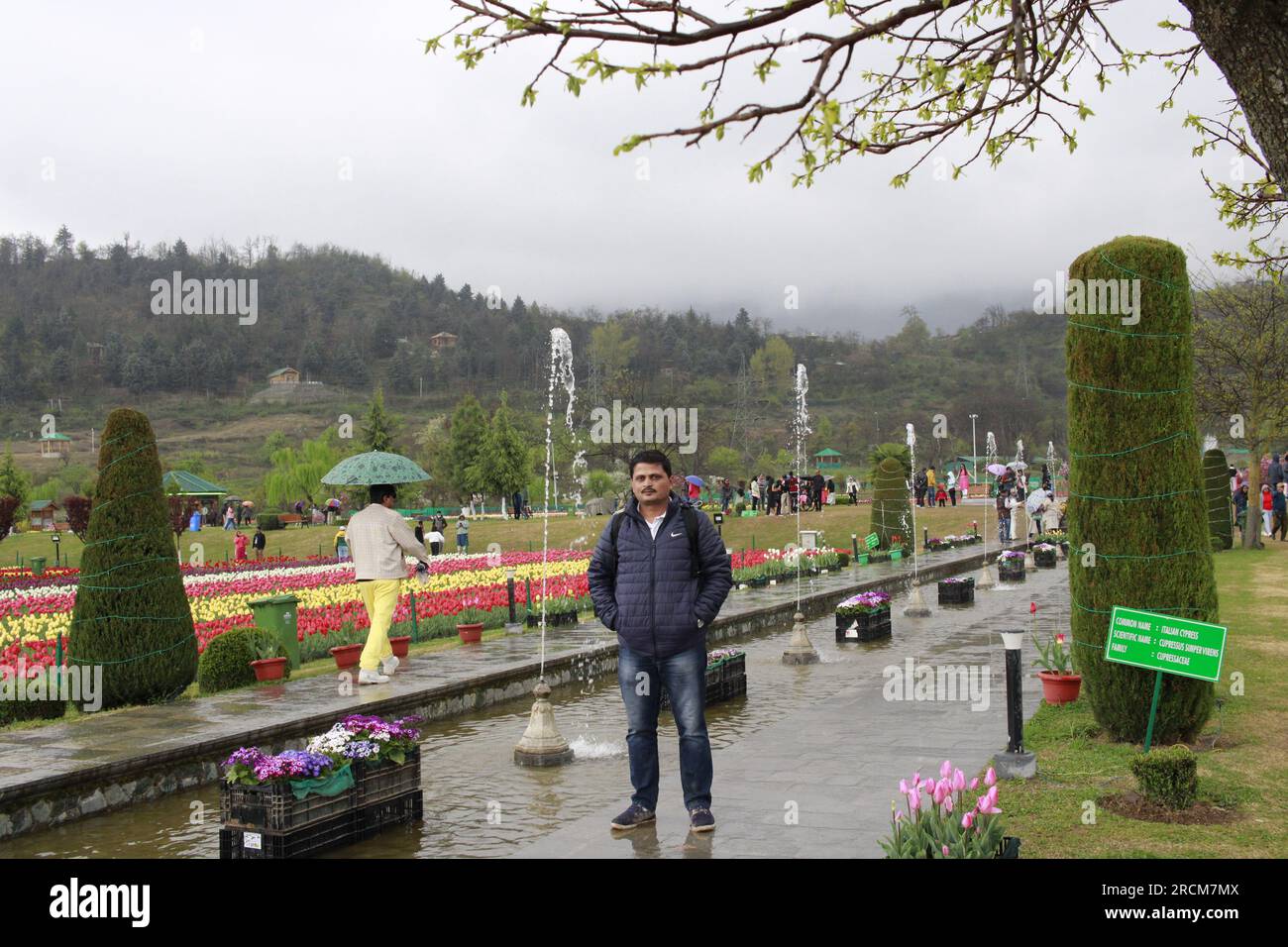 Tulip flower and Tulip festival in Kashmir. Beautiful wall mounting ...