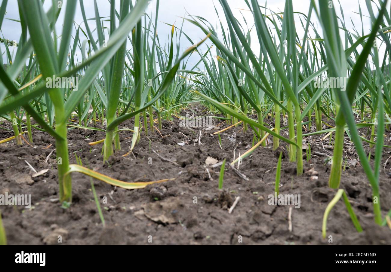 In the field in open organic soil garlic grows Stock Photo - Alamy