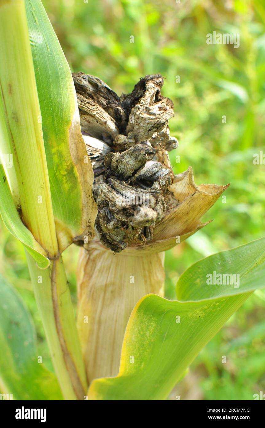 Sick corn plant affected by fungus Ustilago zeae Unger Stock Photo - Alamy