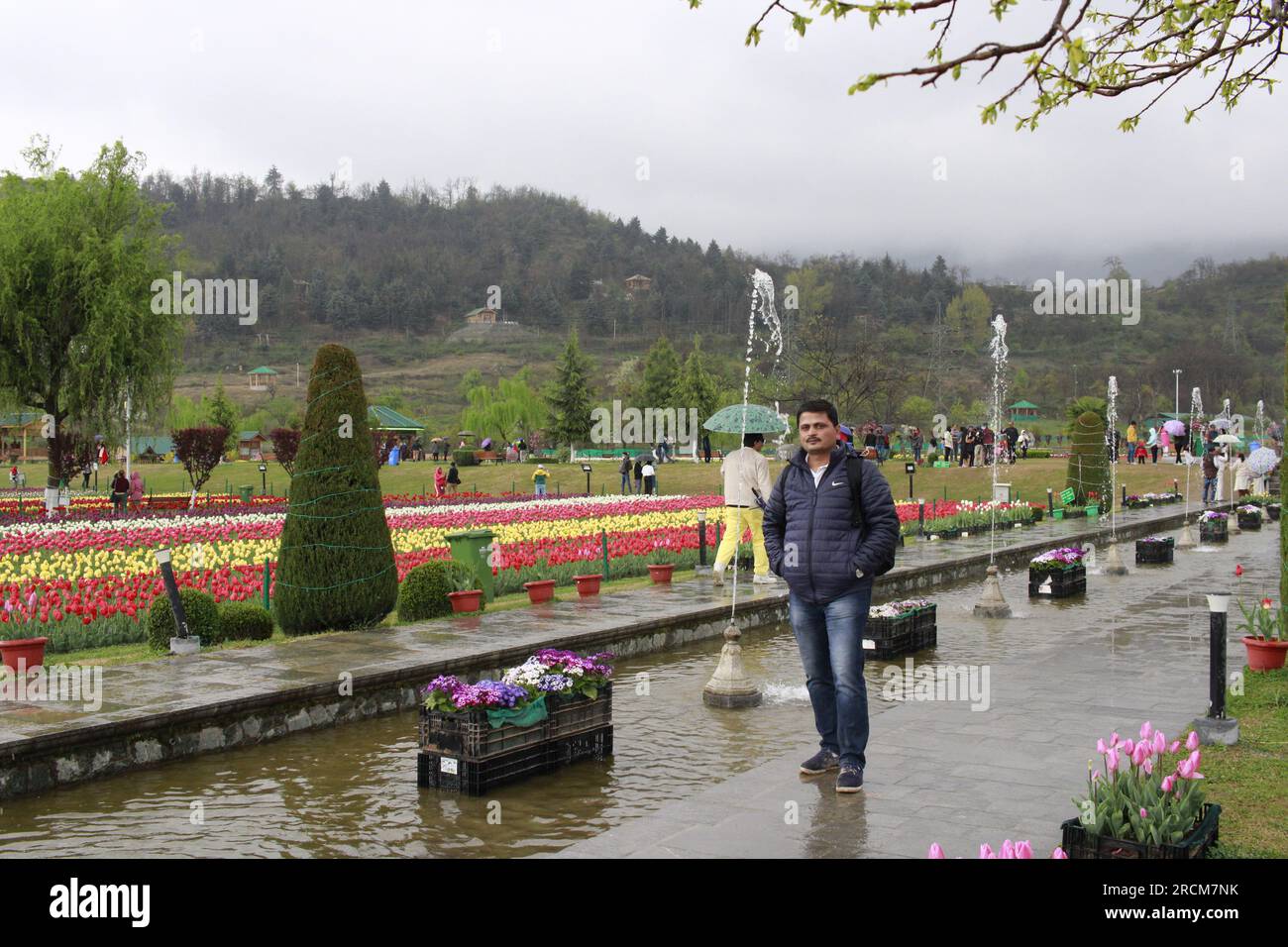 Tulip flower and Tulip festival in Kashmir. Beautiful wall mounting ...