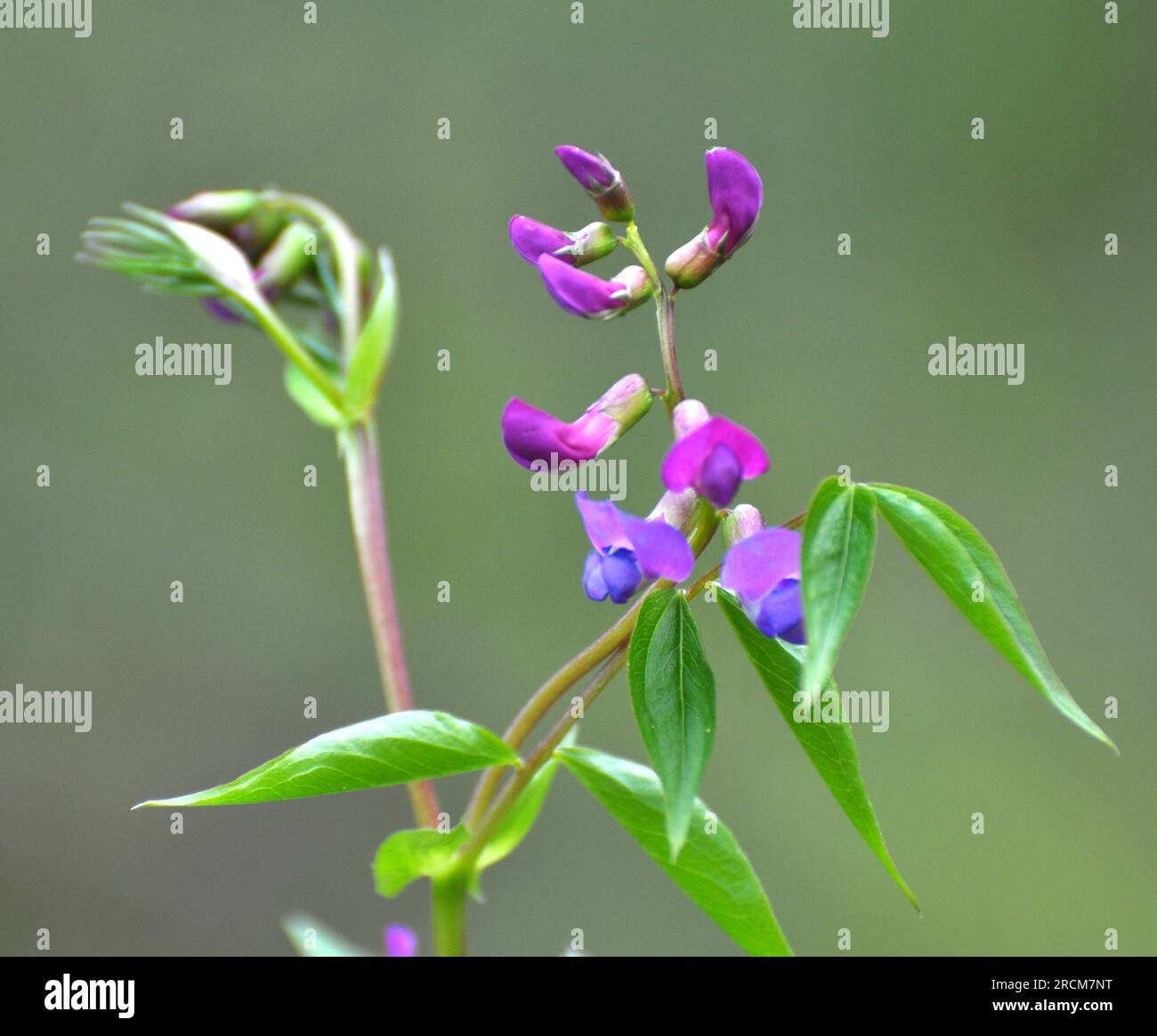 Vetching hi-res stock photography and images - Alamy