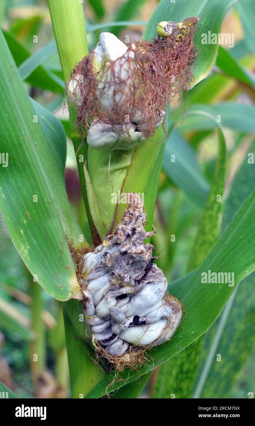 Sick corn plant affected by fungus Ustilago zeae Unger Stock Photo - Alamy