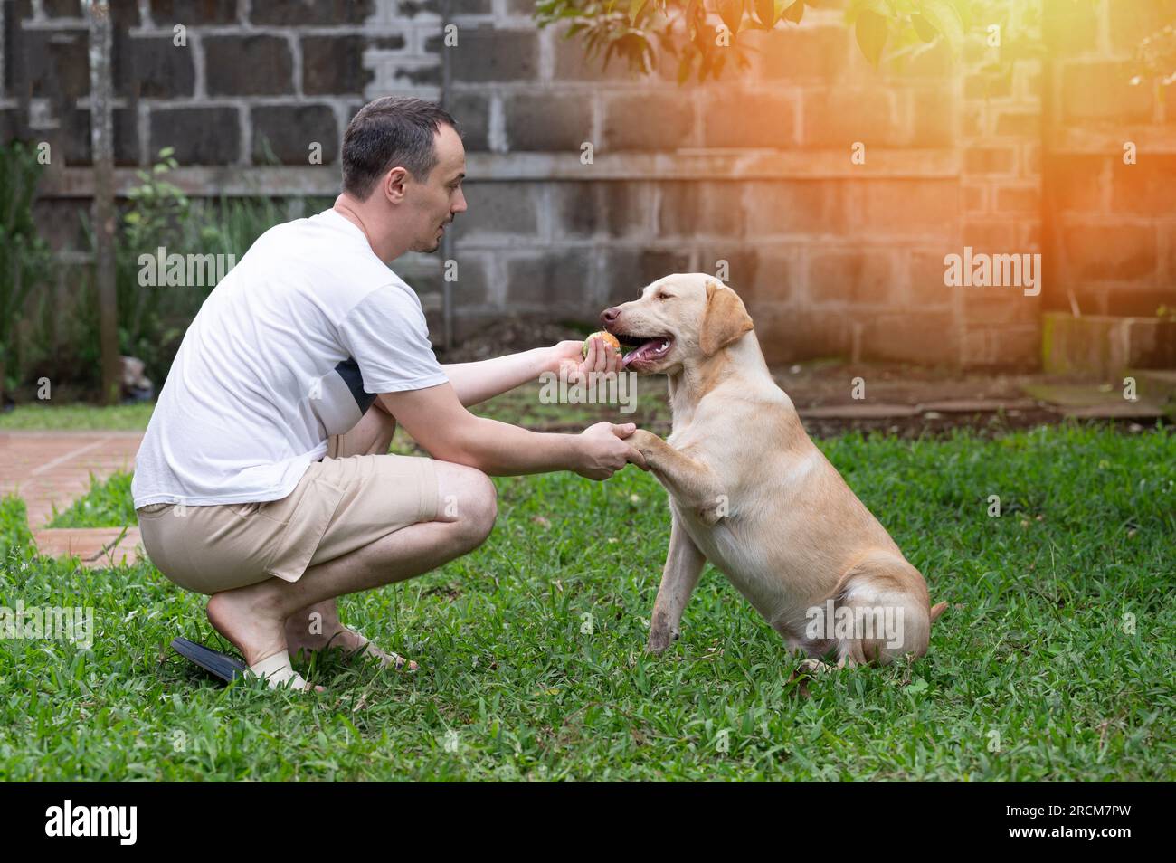 Man hold labrador paw training on home backyard Stock Photo - Alamy