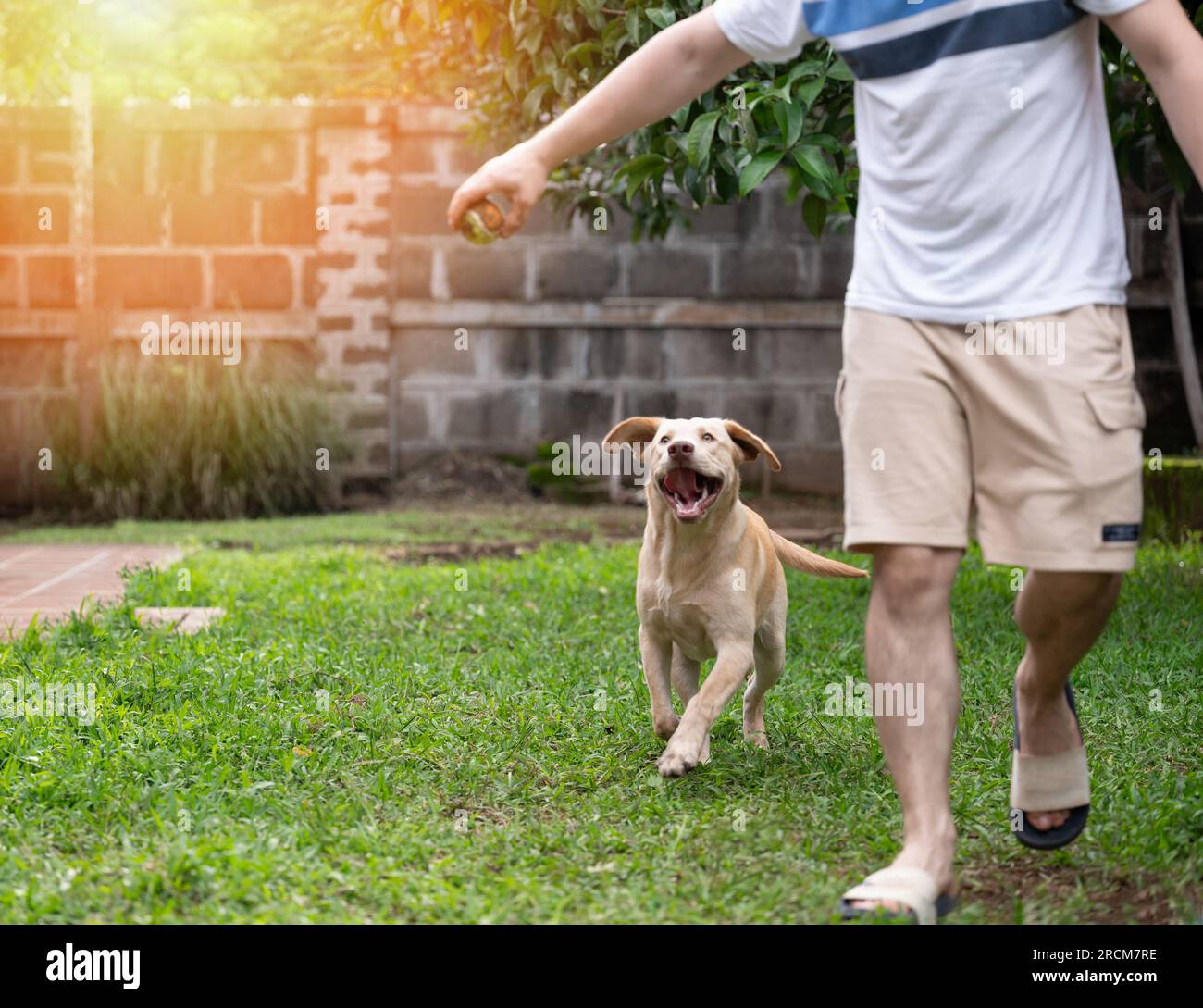 Labrador dog following man with ball on green park grass Stock Photo ...