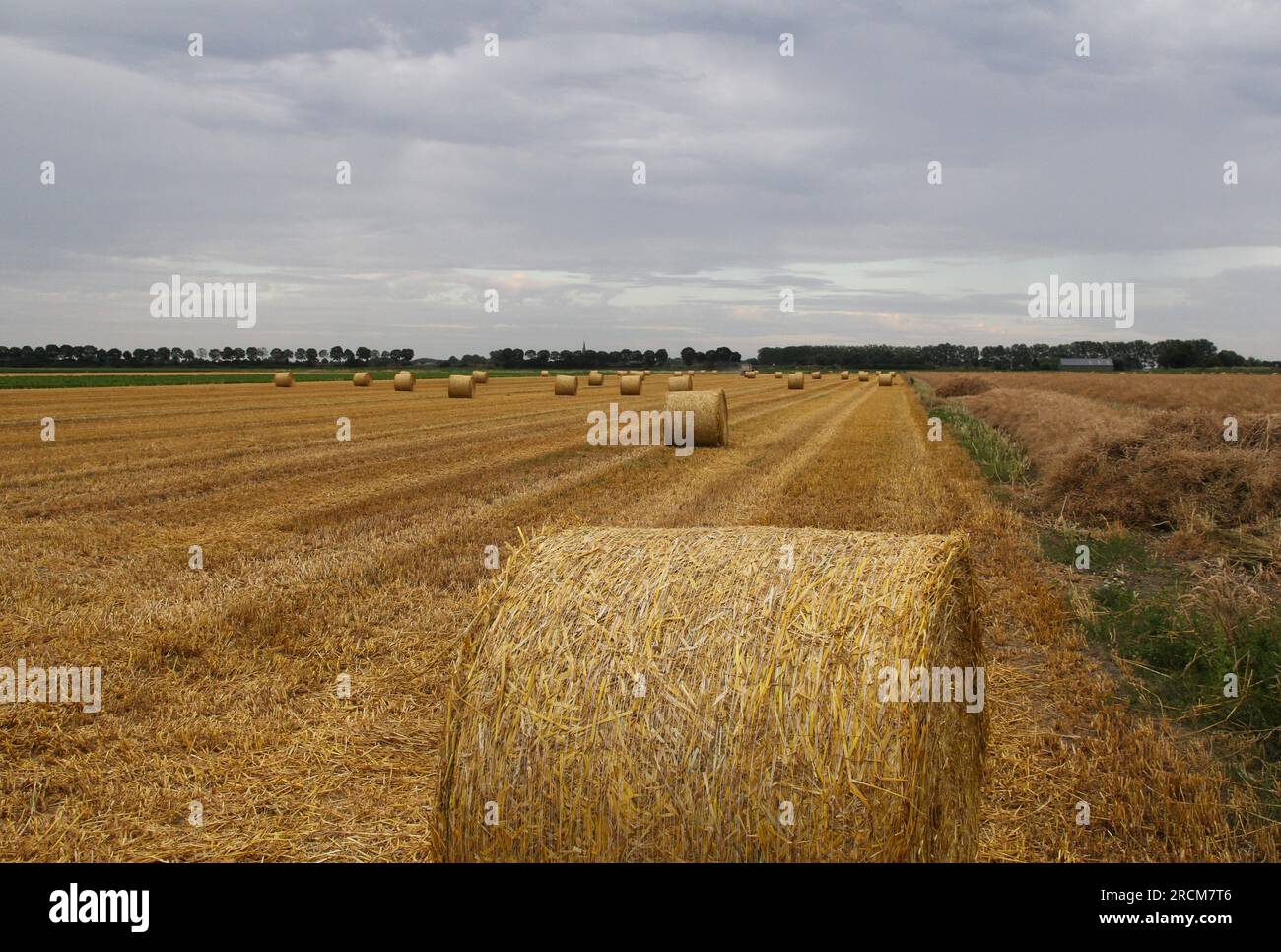 a large field with round straw bales and a row of trees and grey storm ...