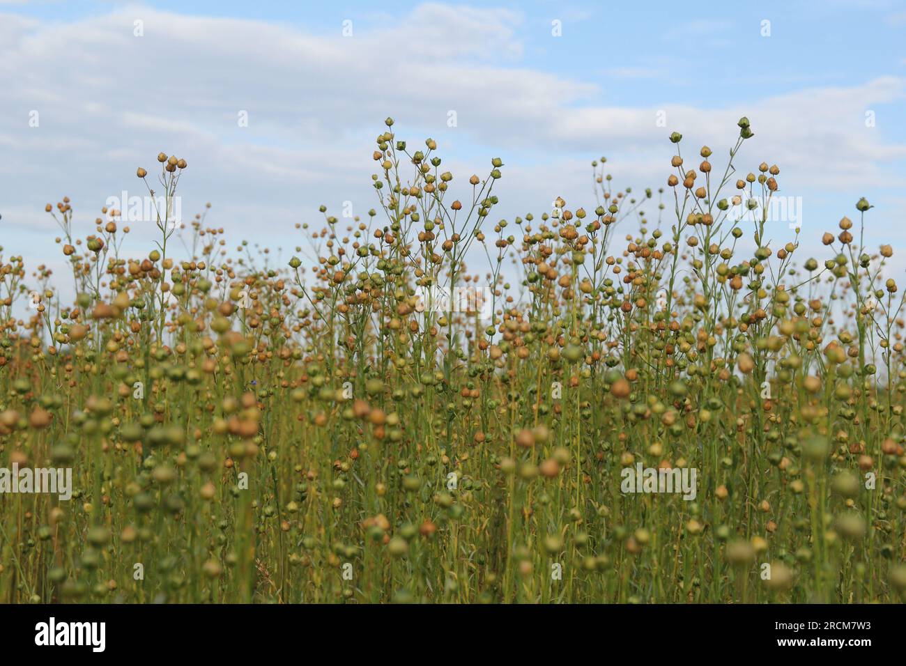 front view at beautiful ripe flax plants with round seeds closeup and a ...