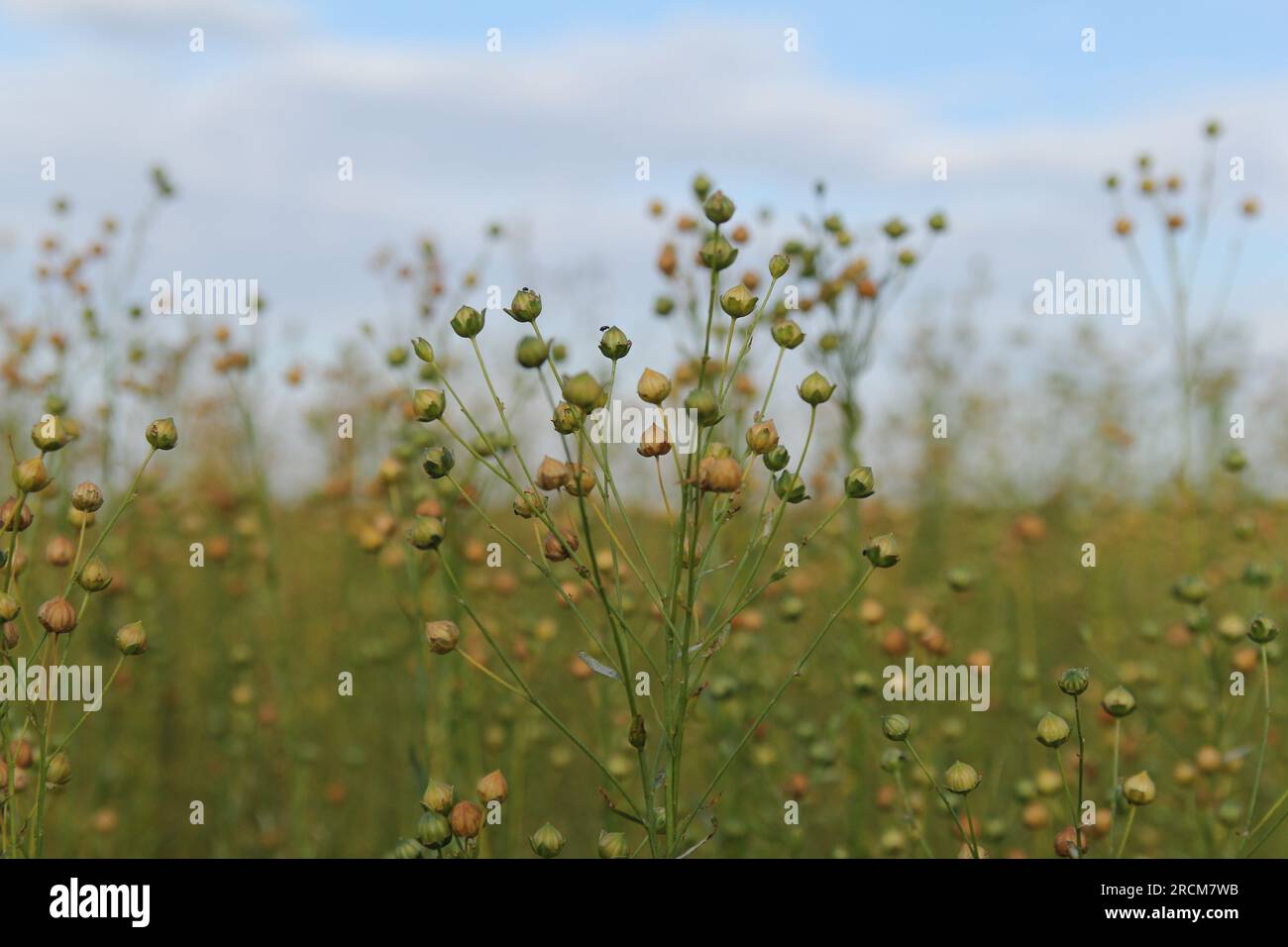 front view at a beautiful flax plant with round ripe seeds closeup in ...