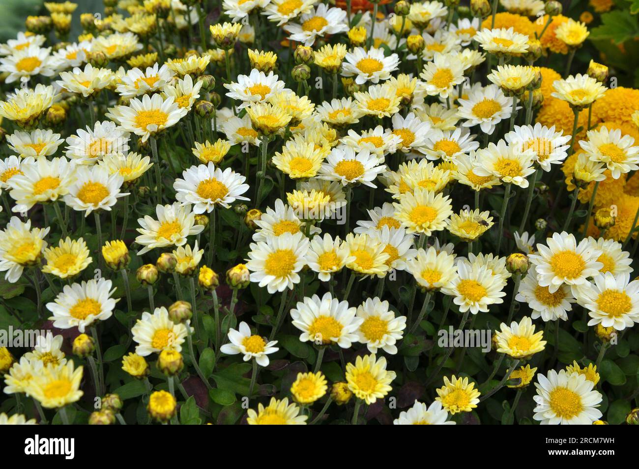 Chrysanthemum flowers bloom in the autumn garden Stock Photo - Alamy