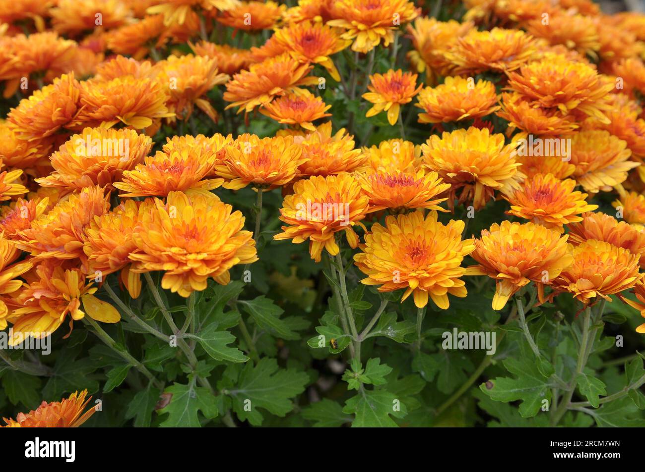 Chrysanthemum flowers bloom in the autumn garden Stock Photo - Alamy
