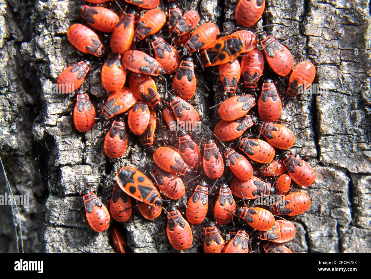 Colony of Pyrrhocoris apterus beetles in the wild on a tree trunk Stock ...